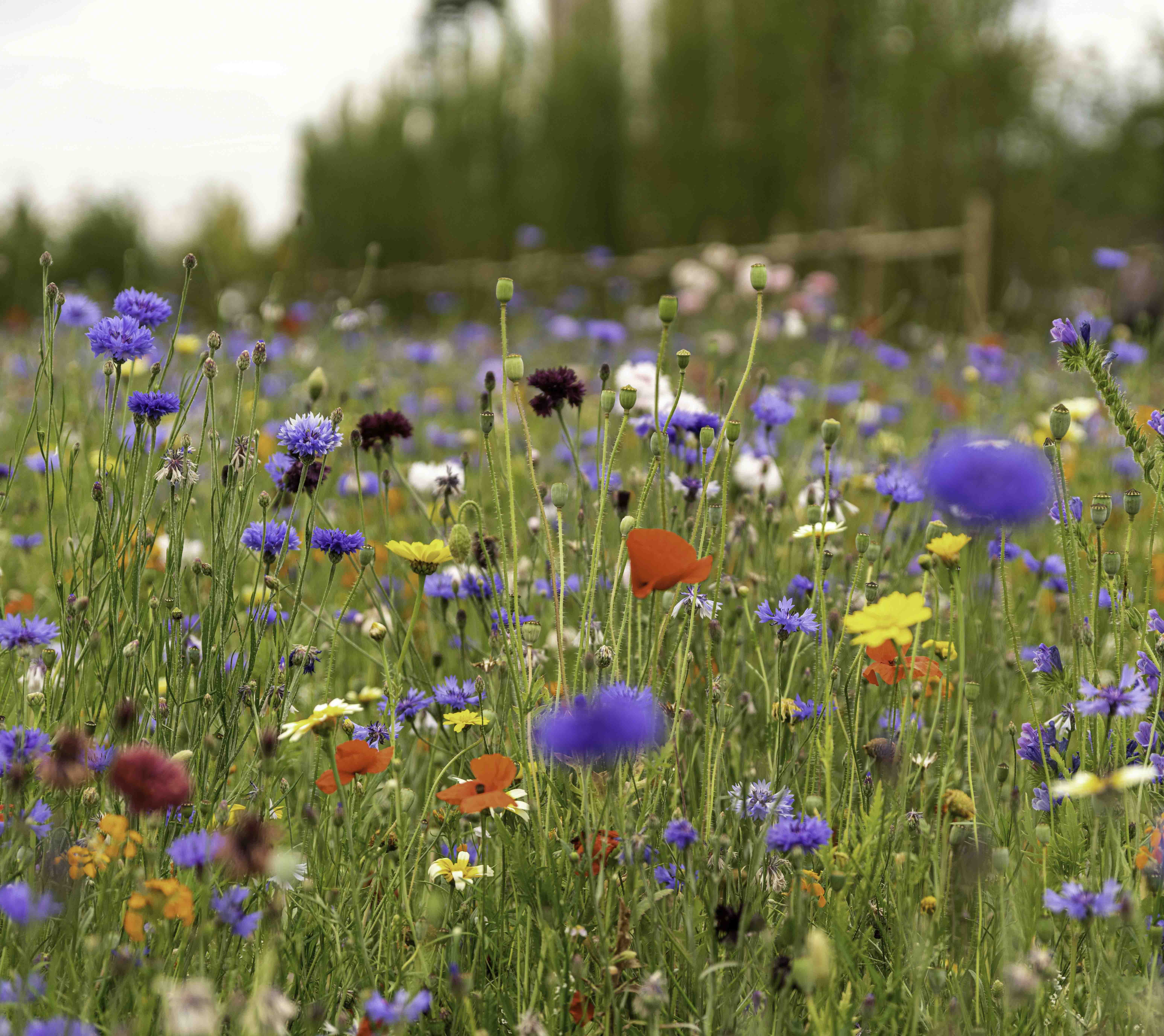 Old Barn Nurseries, Dial Post – Juliet Sargeant’s Sussex Garden School ...